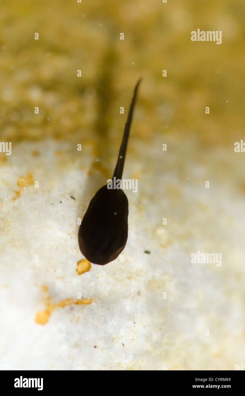 A single tadpole in a shallow man made pond by the Helford Estuary ...