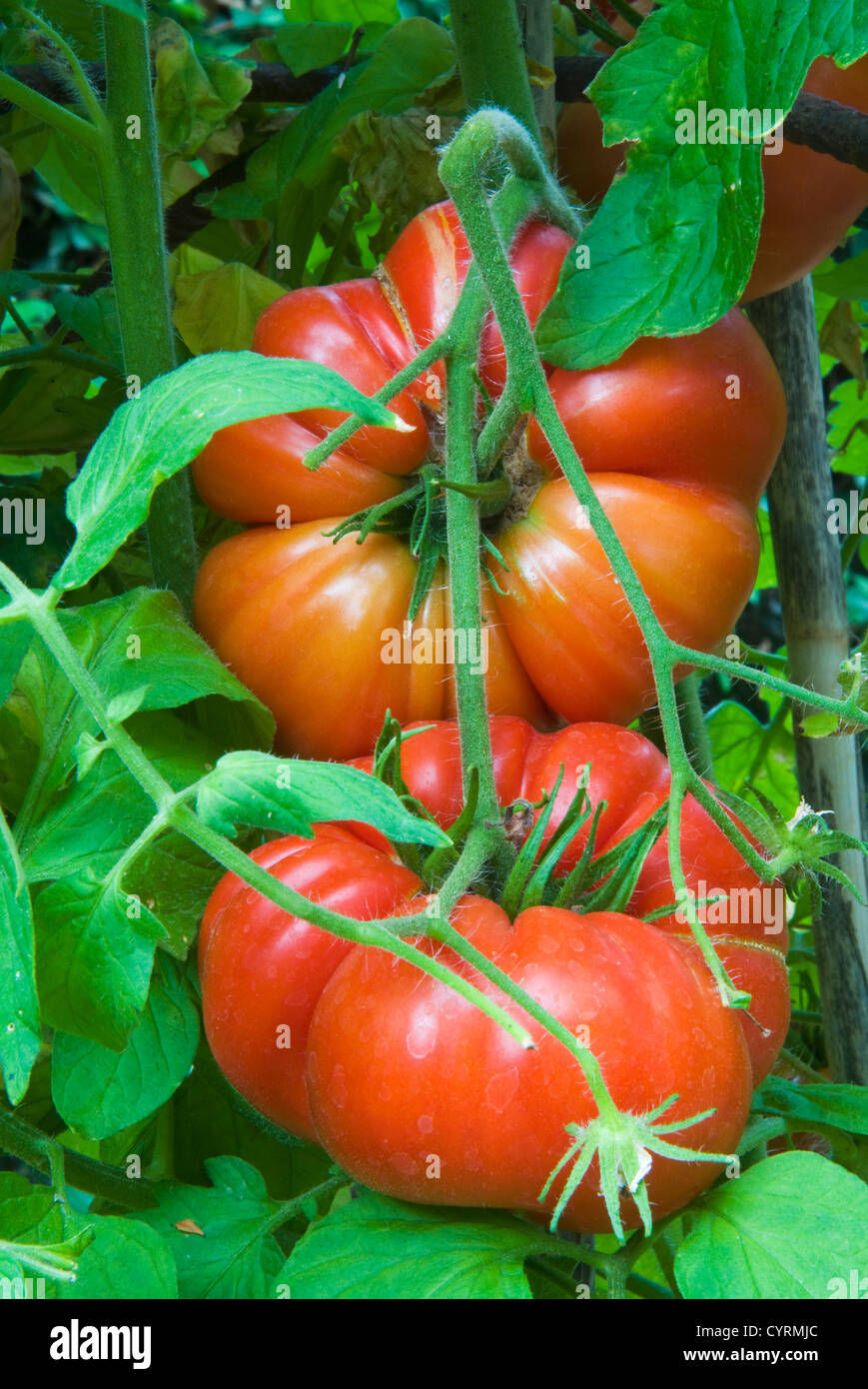 Tomato plant no tomatoes hi-res stock photography and images - Alamy