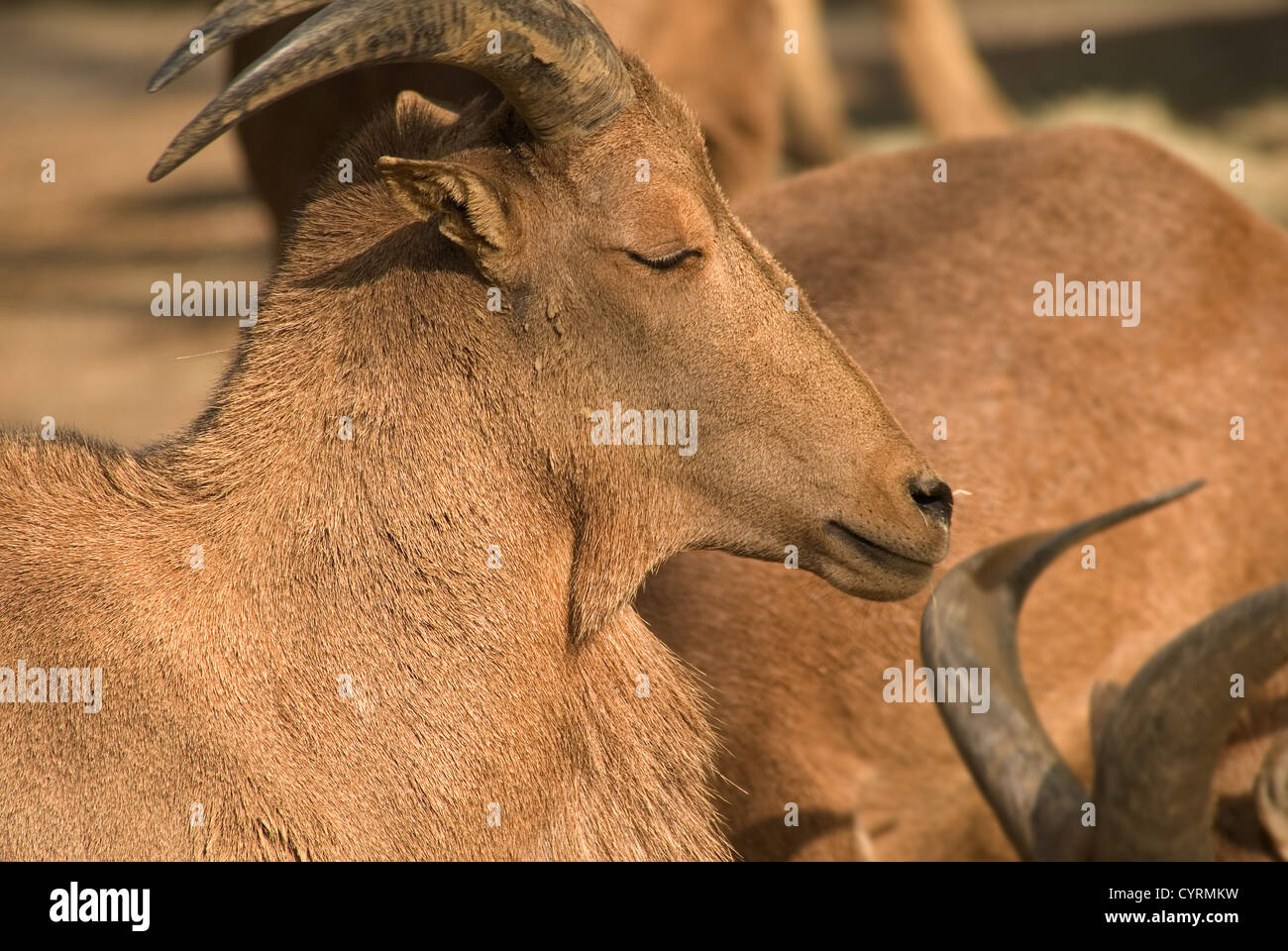 A kind of sheep Growth in North Africa. He just closed his eyes seemed ...