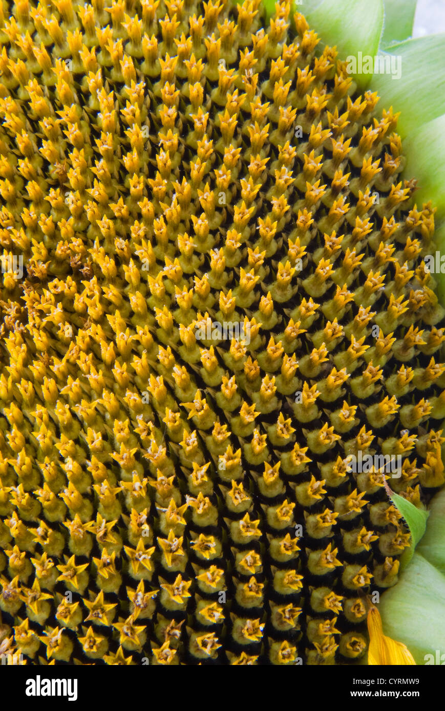 Sunflower (Helianthus annuus), flowers and seeds Stock Photo - Alamy