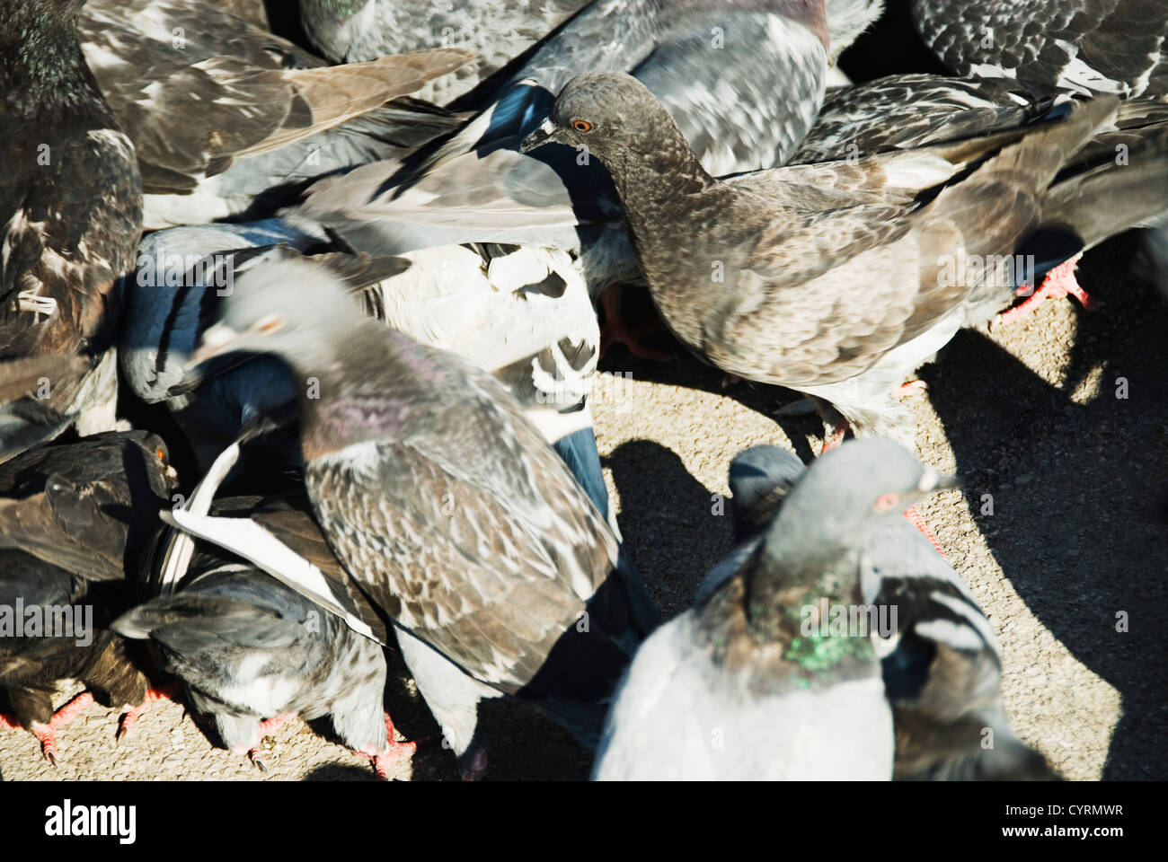 Pigeons athens hi-res stock photography and images - Alamy