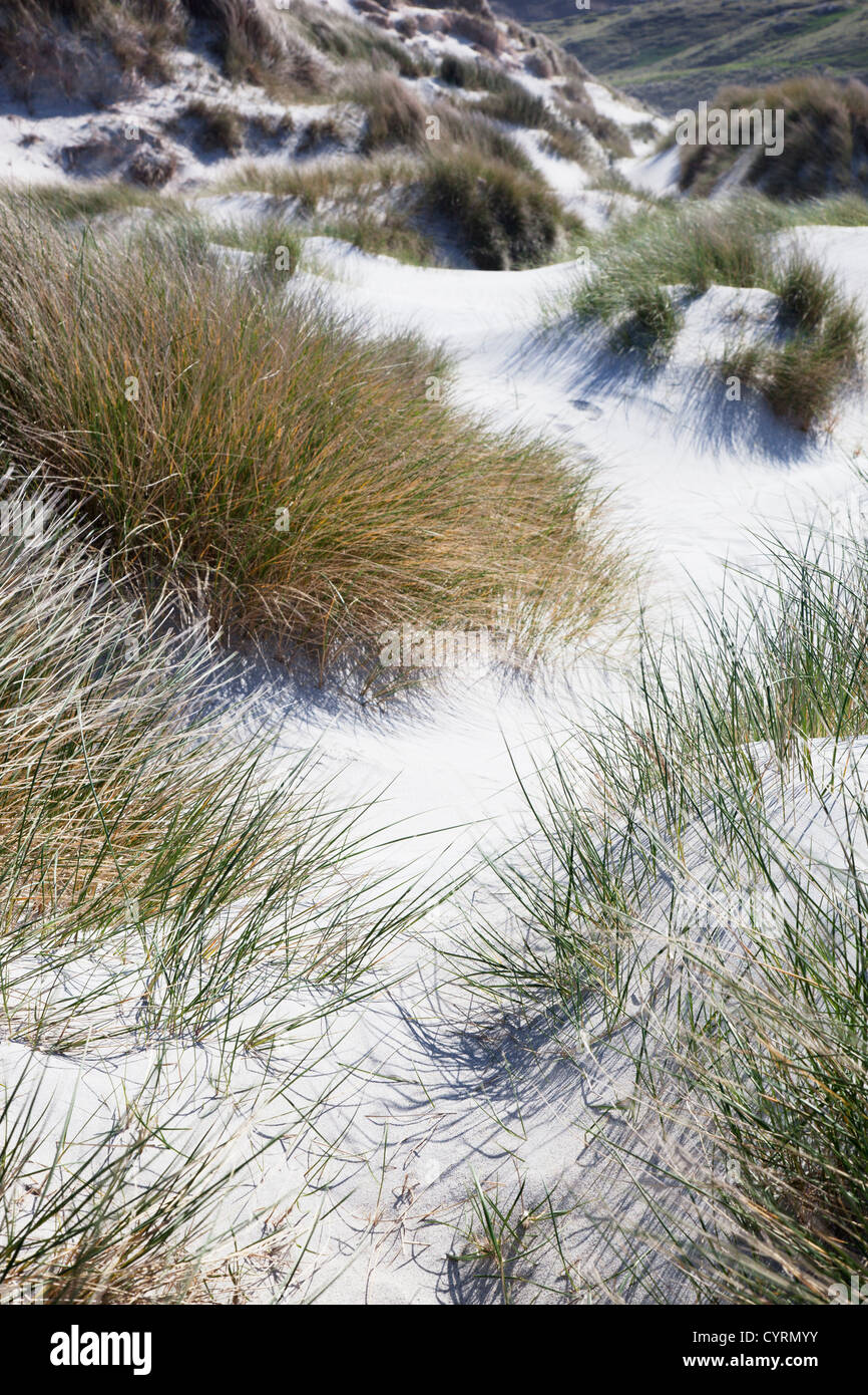 Sand Dunes mostly covered with Marram grass blowing in the breeze ...