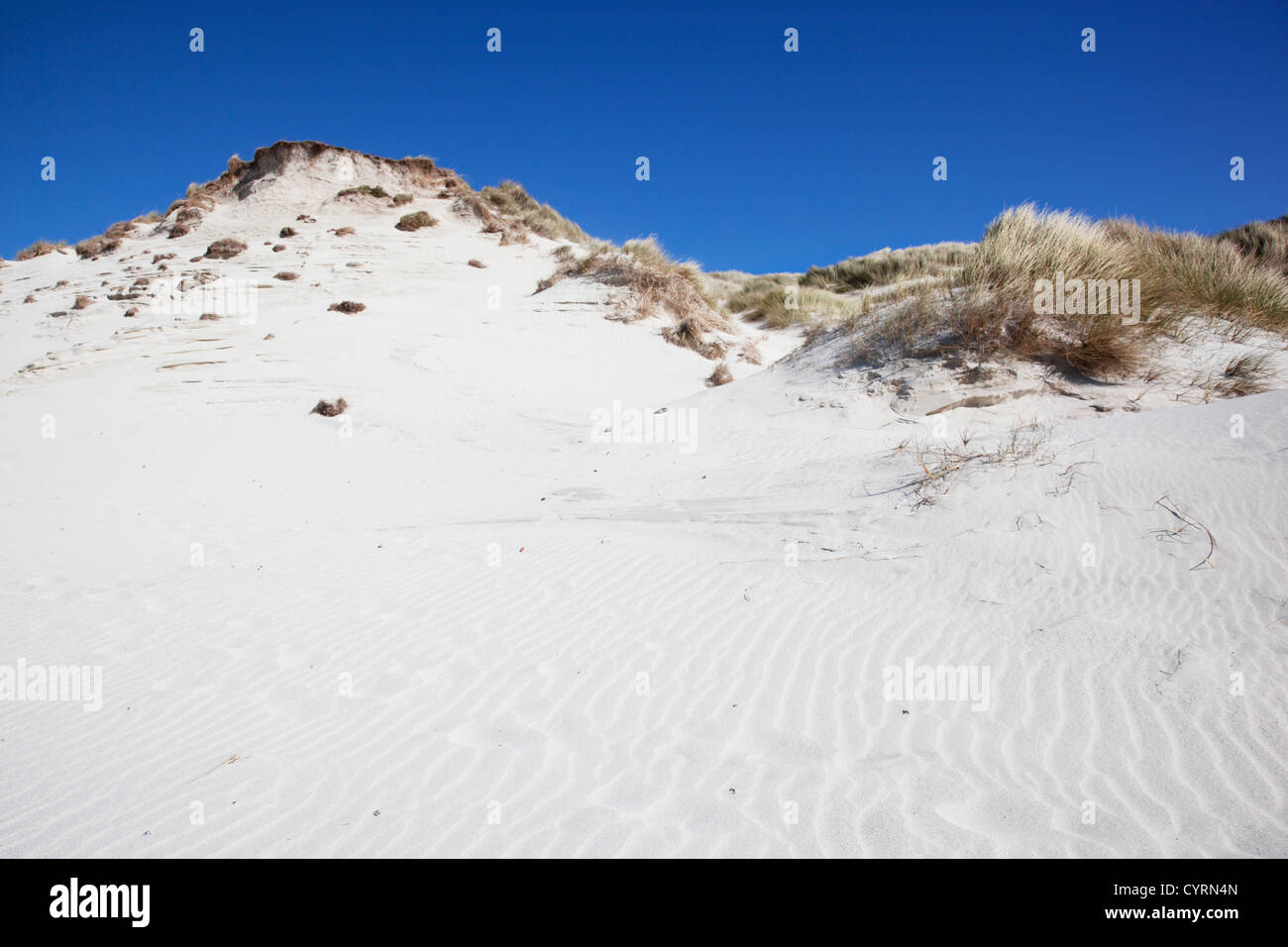 Sand dune ecosystem hi-res stock photography and images - Alamy