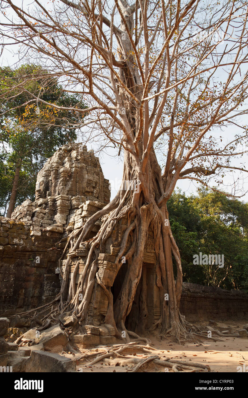 Roots of a Giant Tree overgrowing the Ruins of the Temple Ta Som in the ...