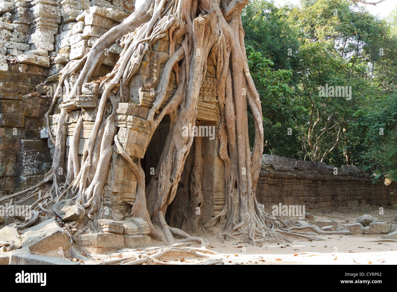 Roots of a Giant Tree overgrowing the Ruins of the Temple Ta Som in the ...