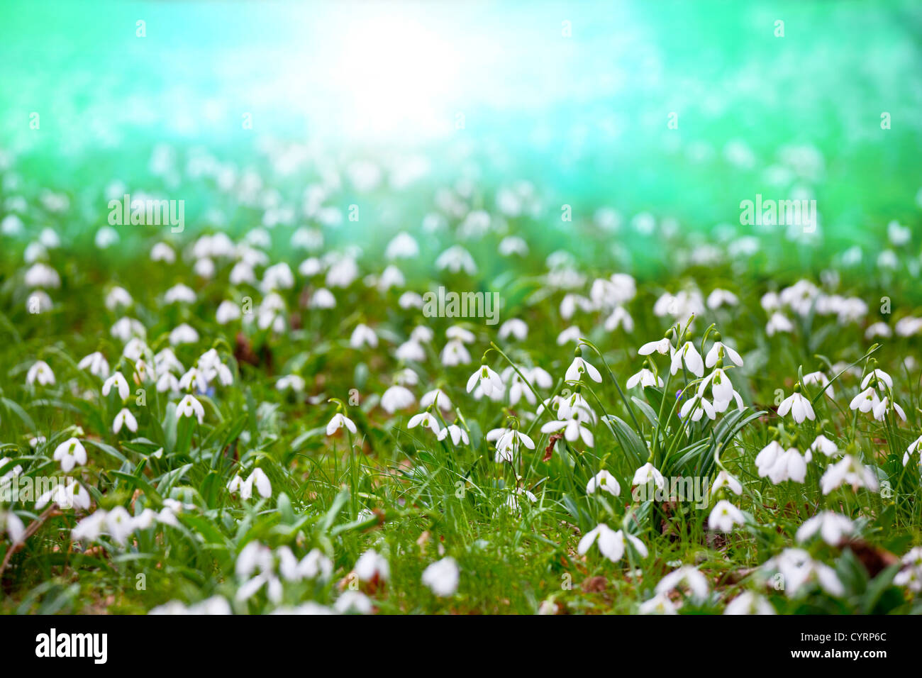 First spring flowers Stock Photo - Alamy