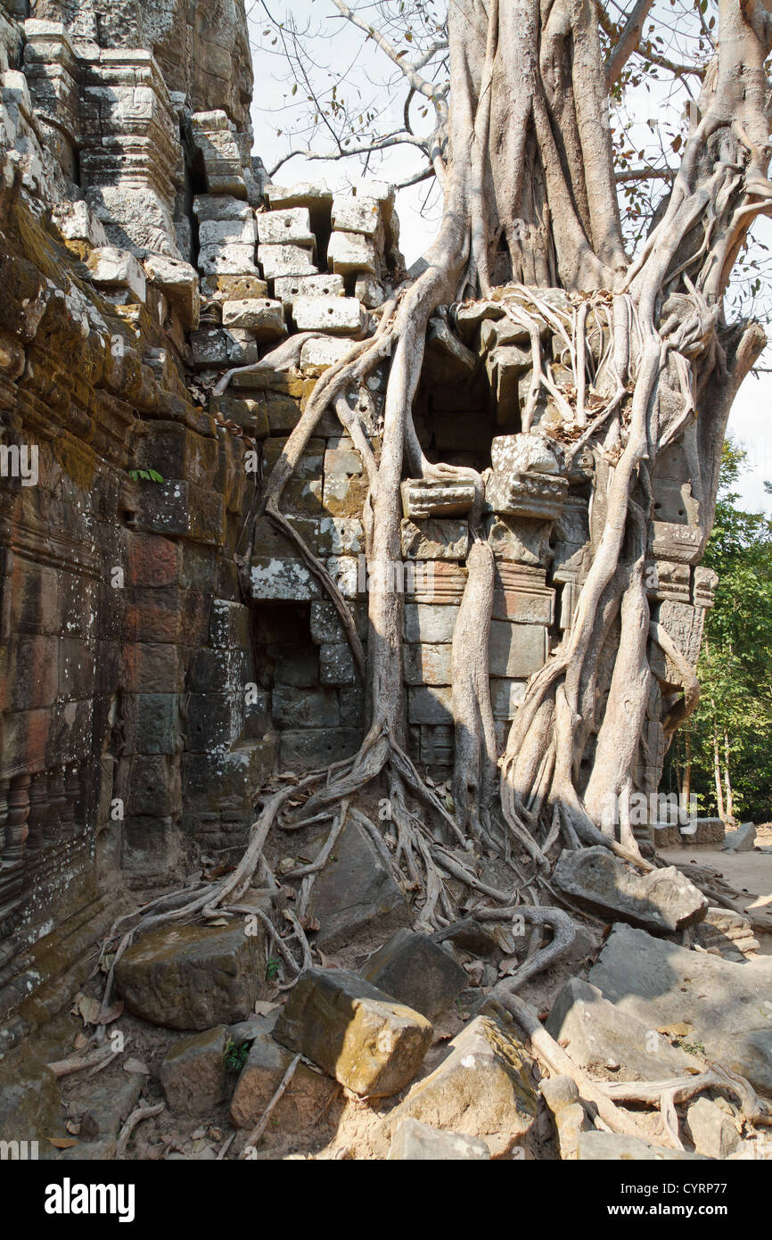 Roots of a Giant Tree overgrowing the Ruins of the Temple Ta Som in the ...