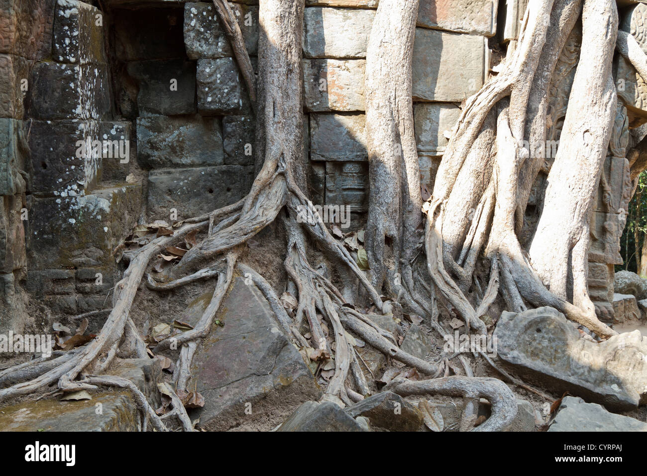 Roots of a Giant Tree overgrowing the Ruins of the Temple Ta Som in the ...