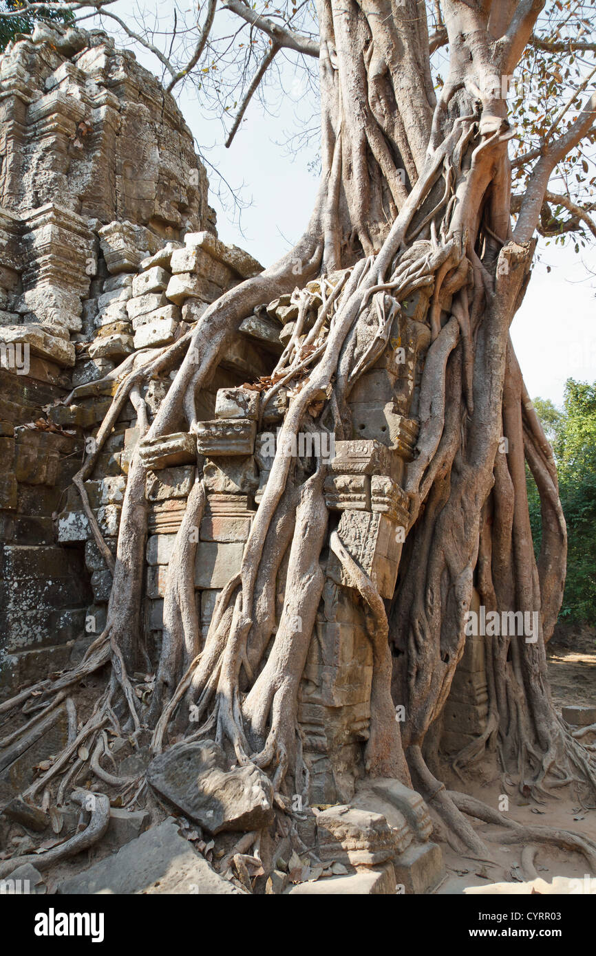 Roots of a Giant Tree overgrowing the Ruins of the Temple Ta Som in the ...