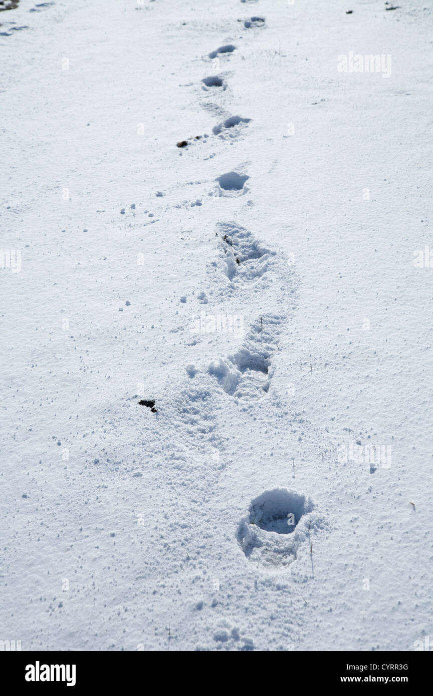 Human steps hi-res stock photography and images - Alamy