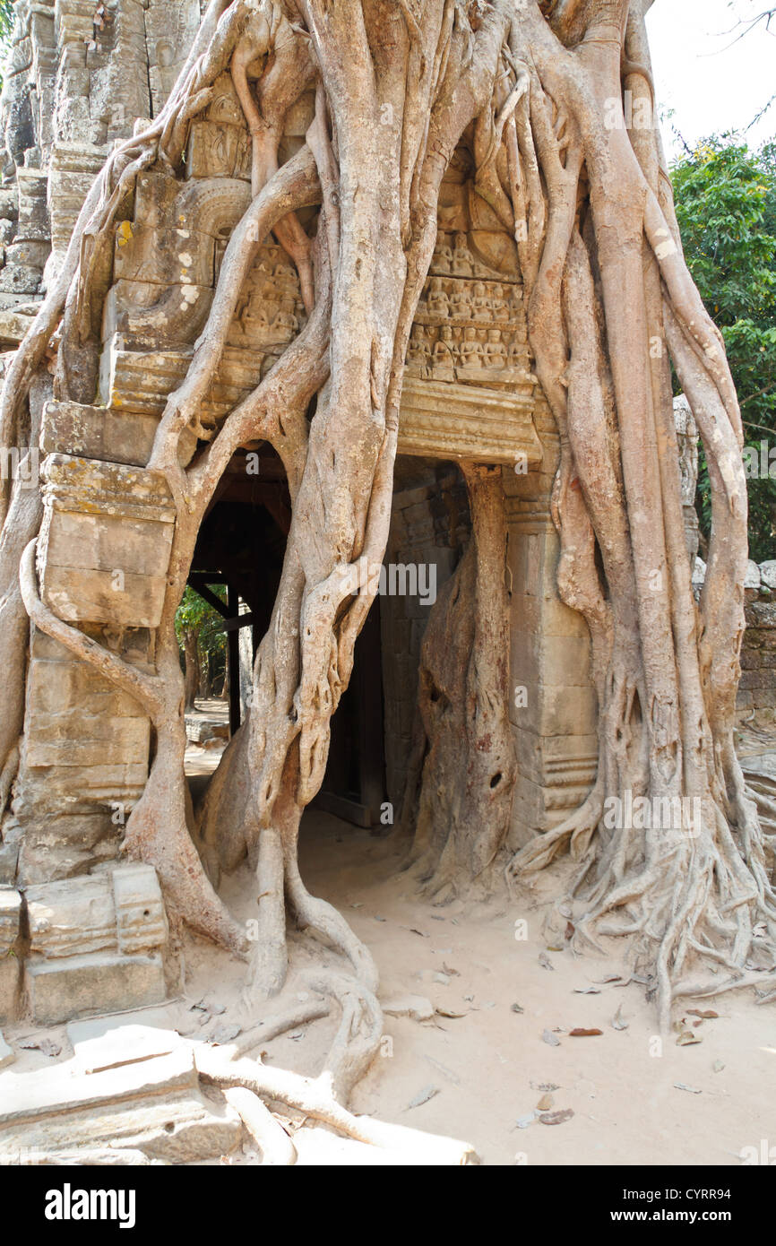 Roots of a Giant Tree overgrowing the Ruins of the Temple Ta Som in the ...