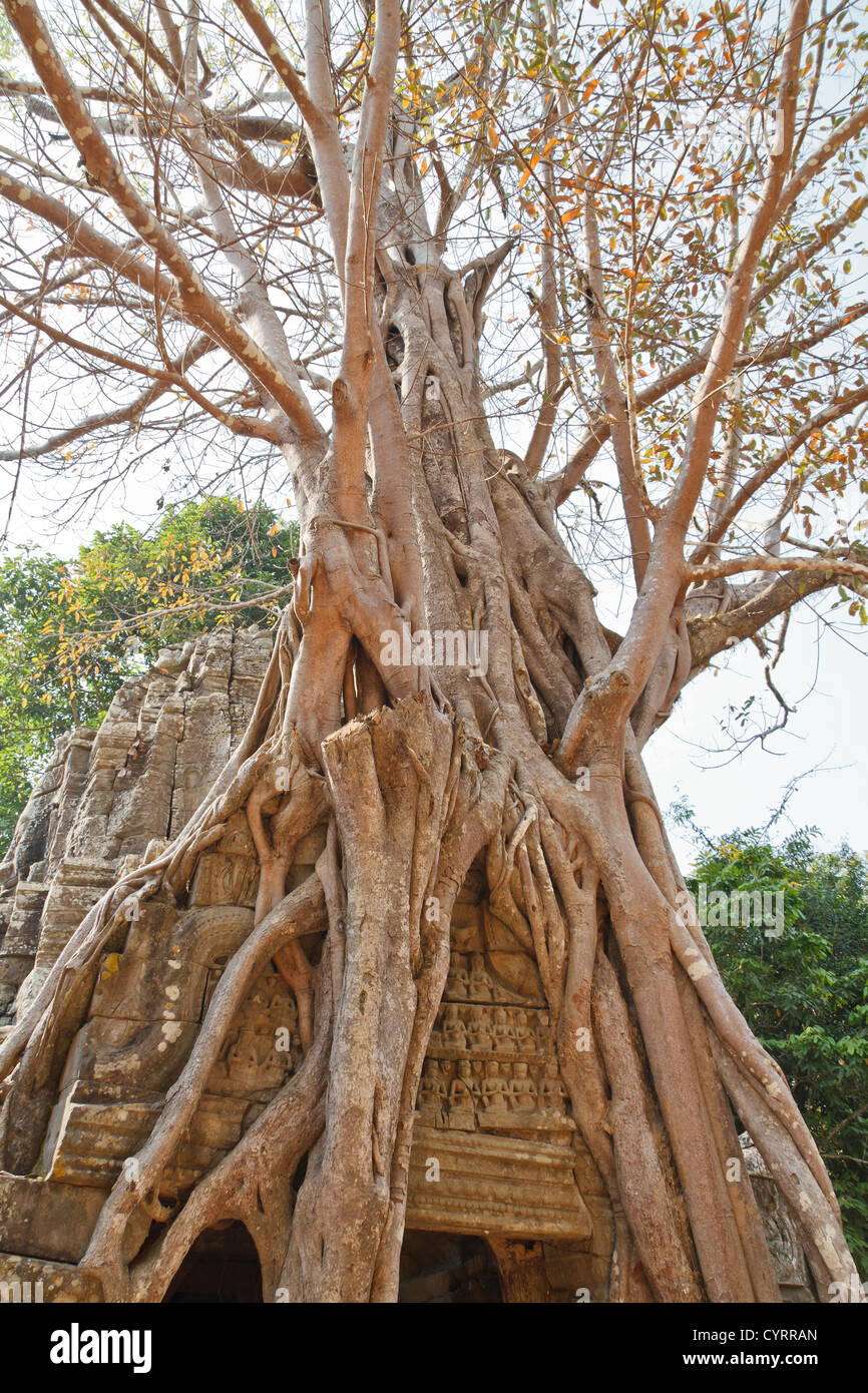 Roots of a Giant Tree overgrowing the Ruins of the Temple Ta Som in the ...