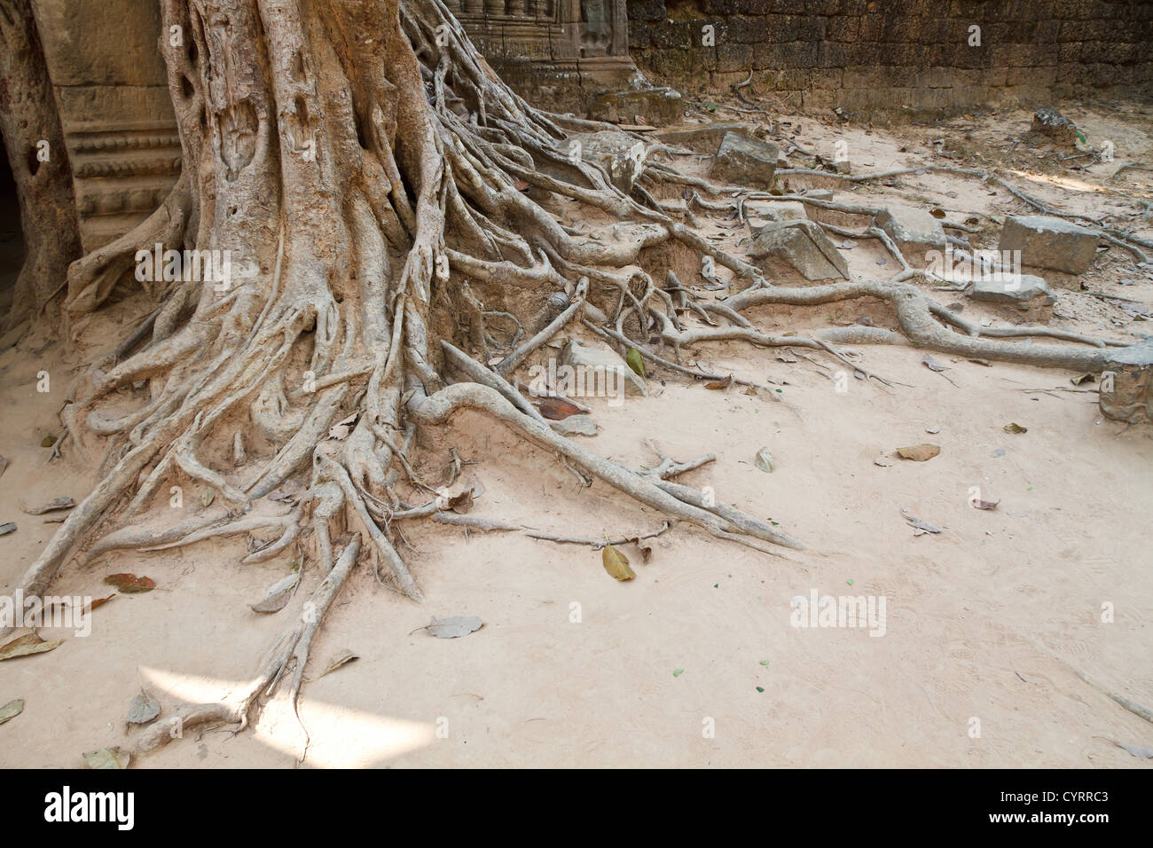 Roots of a Giant Tree overgrowing the Ruins of the Temple Ta Som in the ...