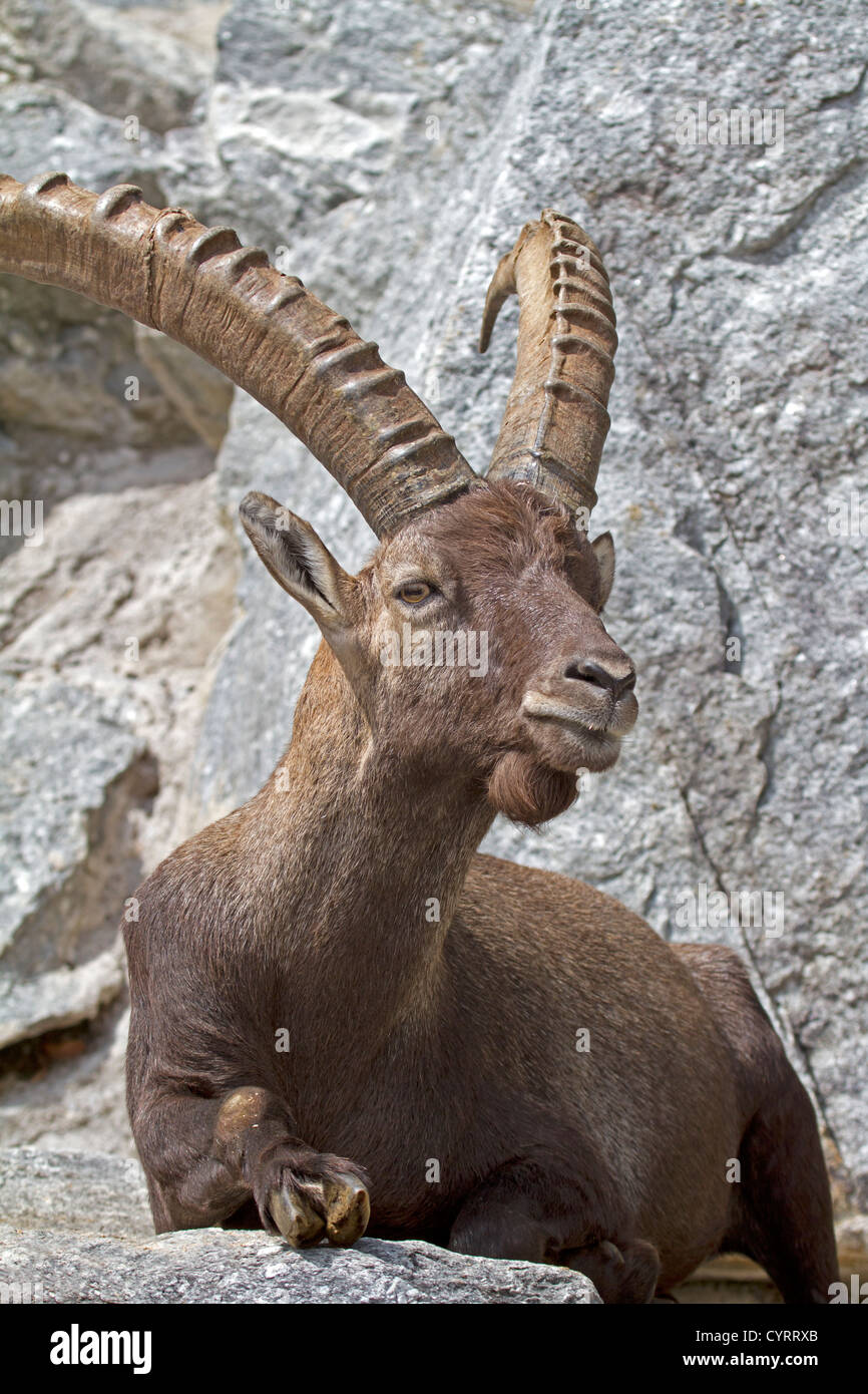 Alpine ibex / Capra ibex Stock Photo - Alamy