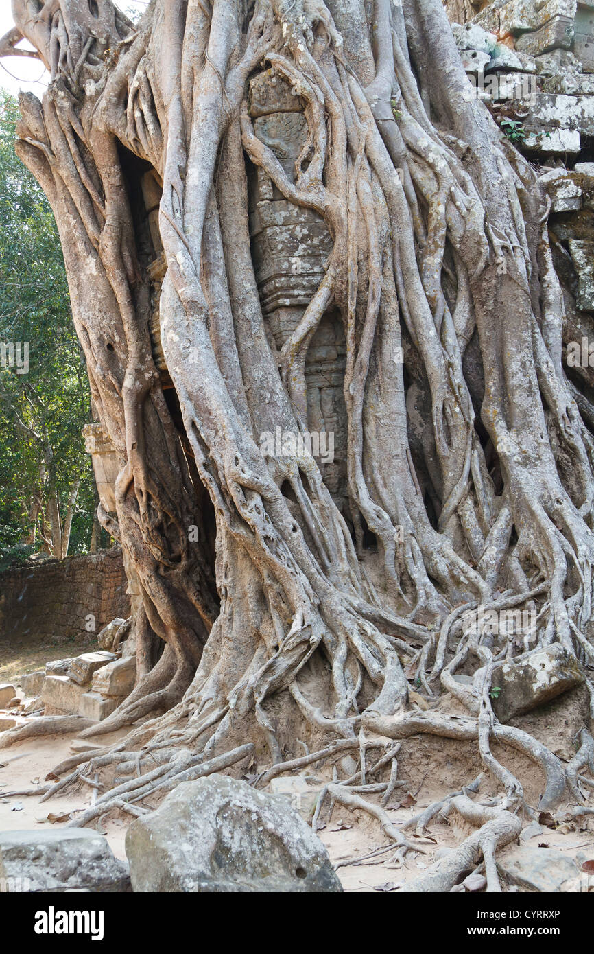 Roots of a Giant Tree overgrowing the Ruins of the Temple Ta Som in the ...
