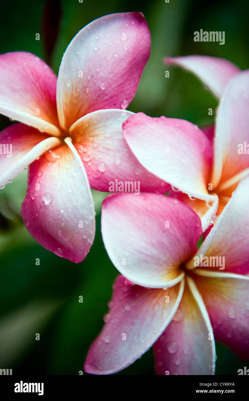 Frangipanni flowers after the rain, droplets on petals visible Stock ...