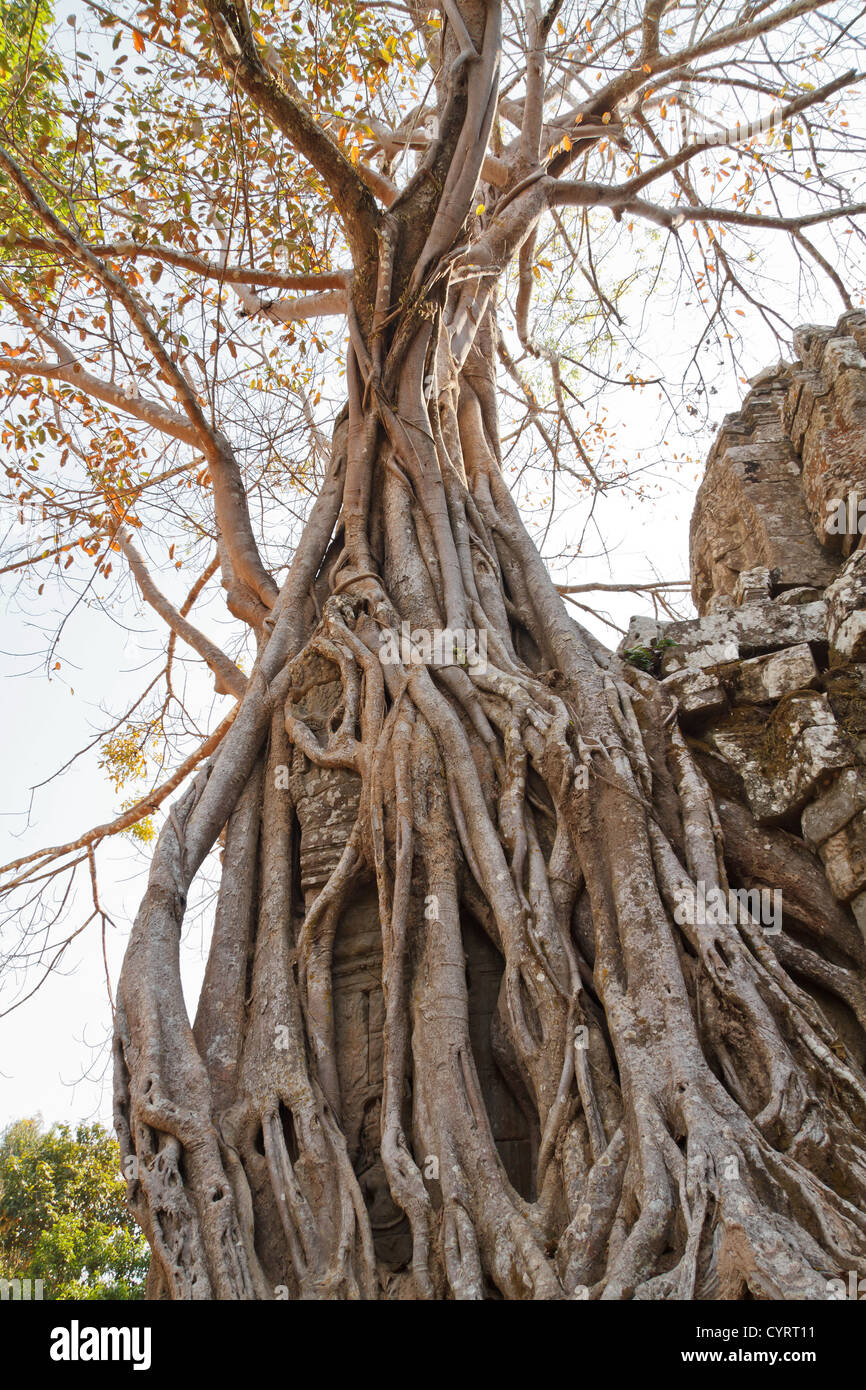 Roots of a Giant Tree overgrowing the Ruins of the Temple Ta Som in the ...