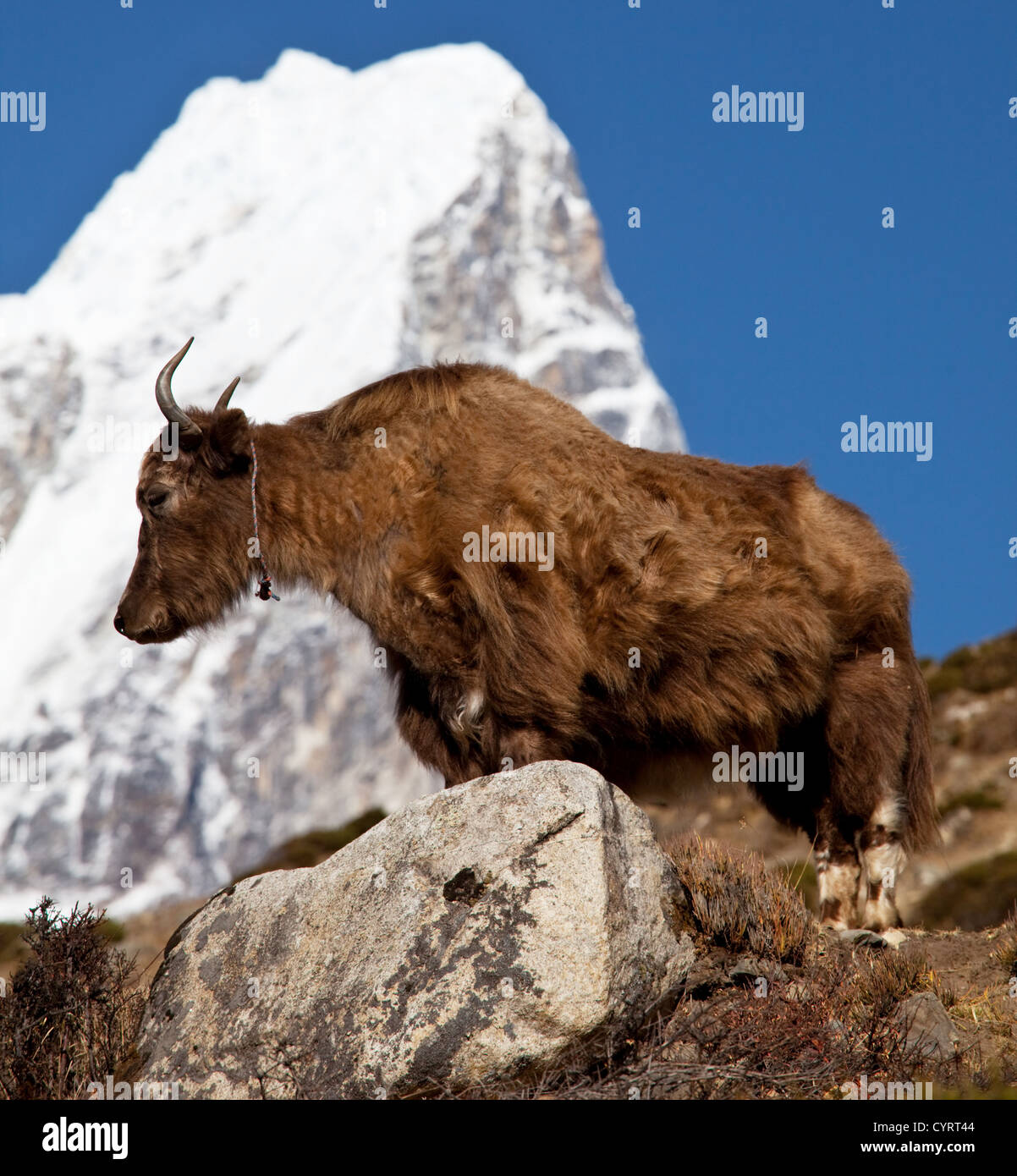 yak in Himalaya Stock Photo - Alamy