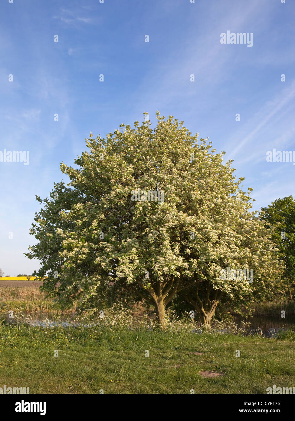 A beautiful Whitebeam tree Sorbus aria, growing by a canal under a blue ...