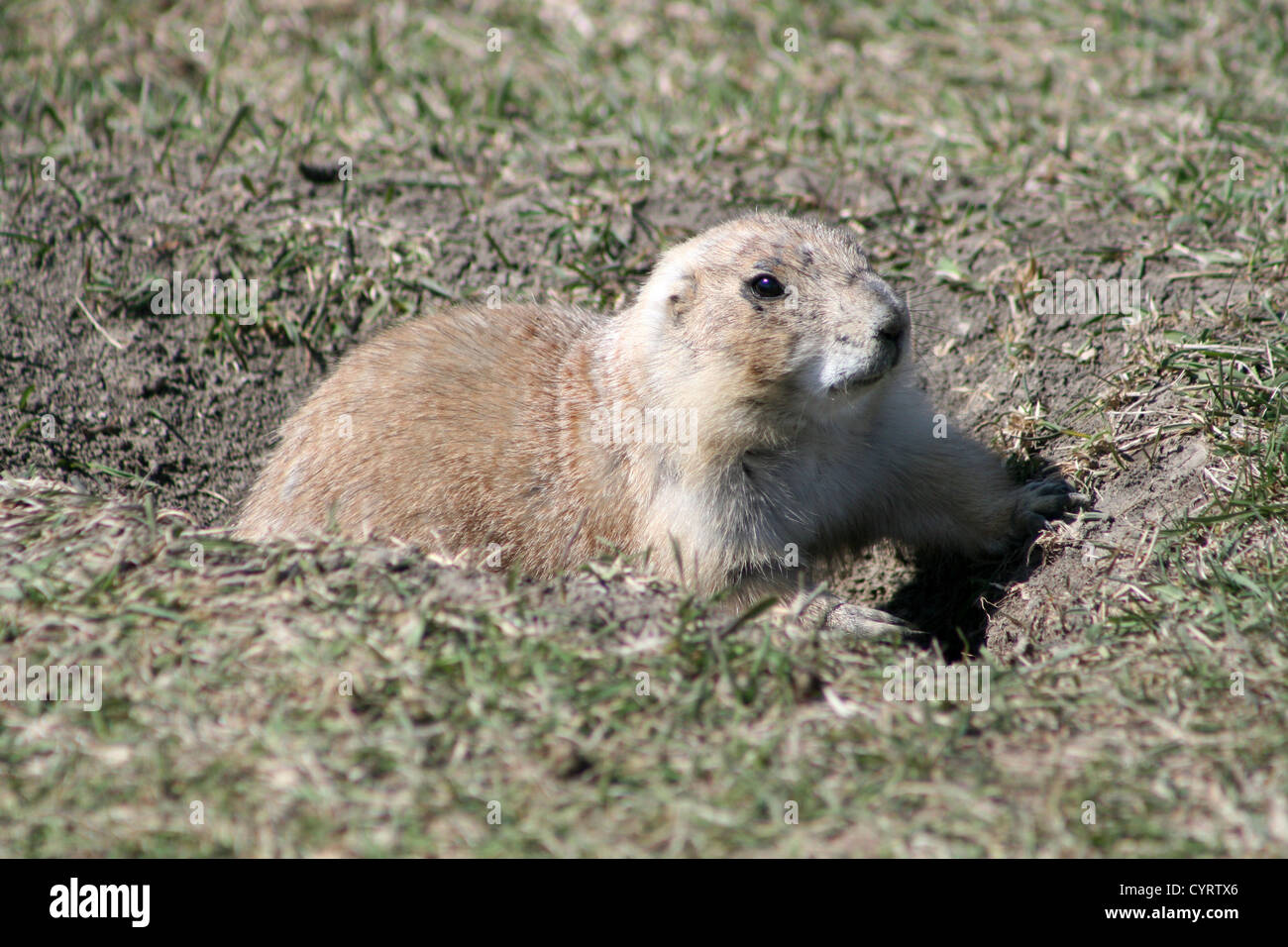 Prairie dog in burrow hi-res stock photography and images - Alamy
