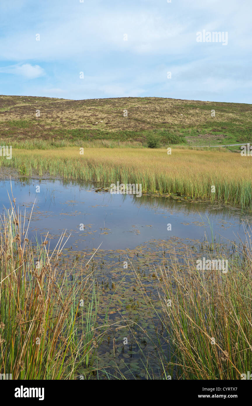 Natural reed lined pool on the Long Mynd, Shropshire, England, UK Stock ...