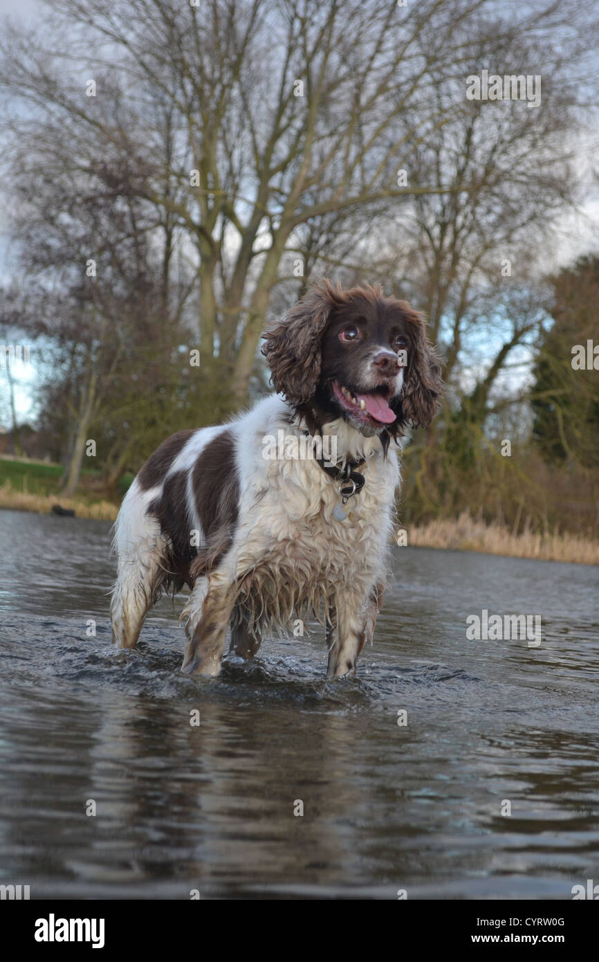 Springer Spaniel in a River Stock Photo - Alamy