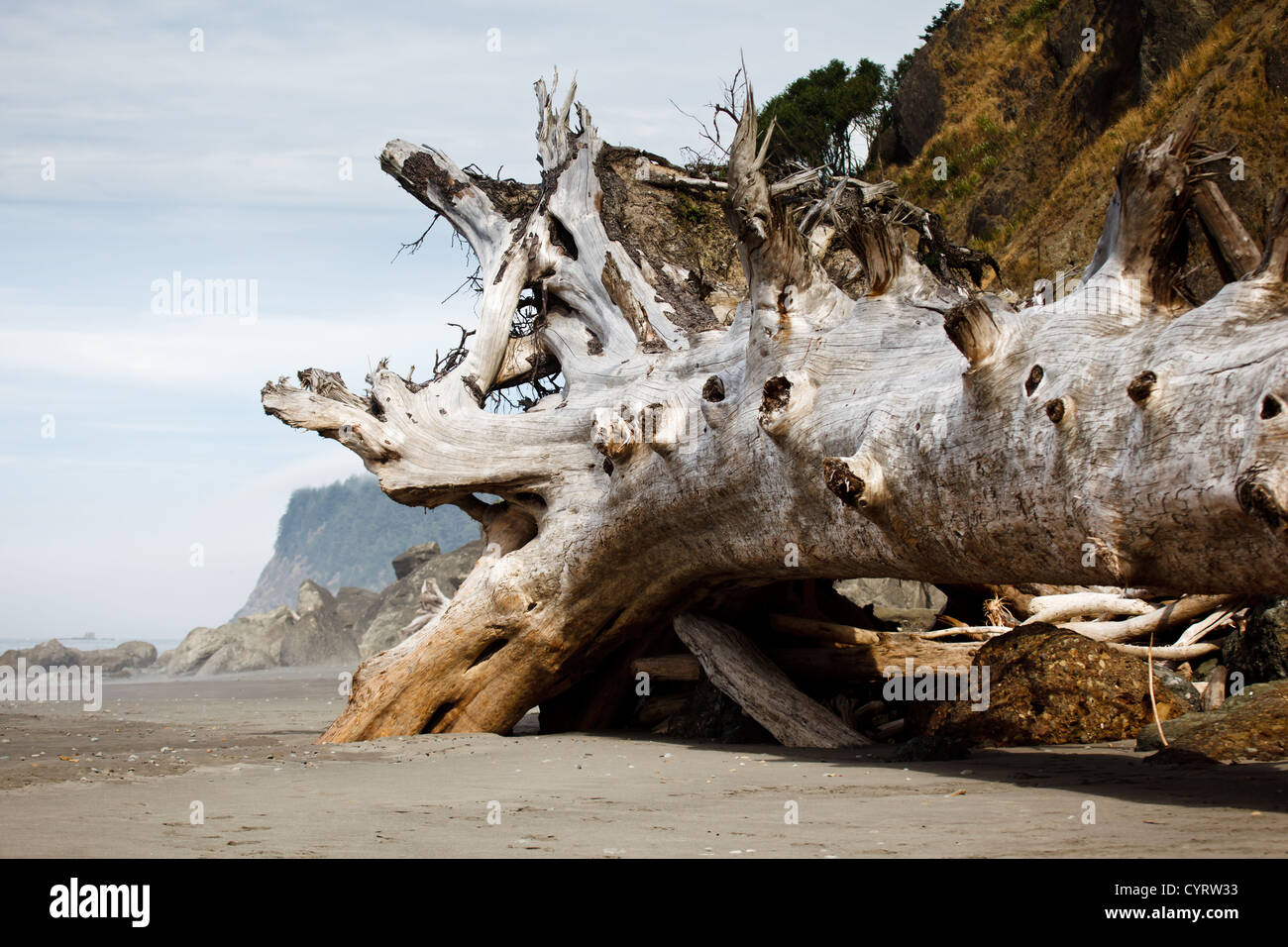 Redwood tree roots hi-res stock photography and images - Alamy