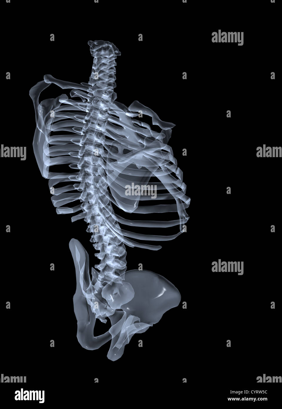 human torso skeletal system Stock Photo - Alamy