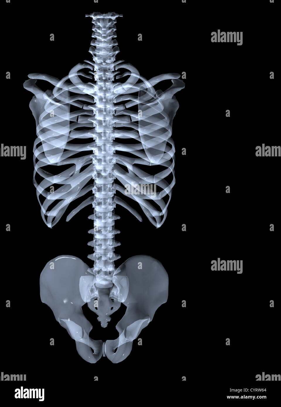 human torso skeletal system Stock Photo - Alamy