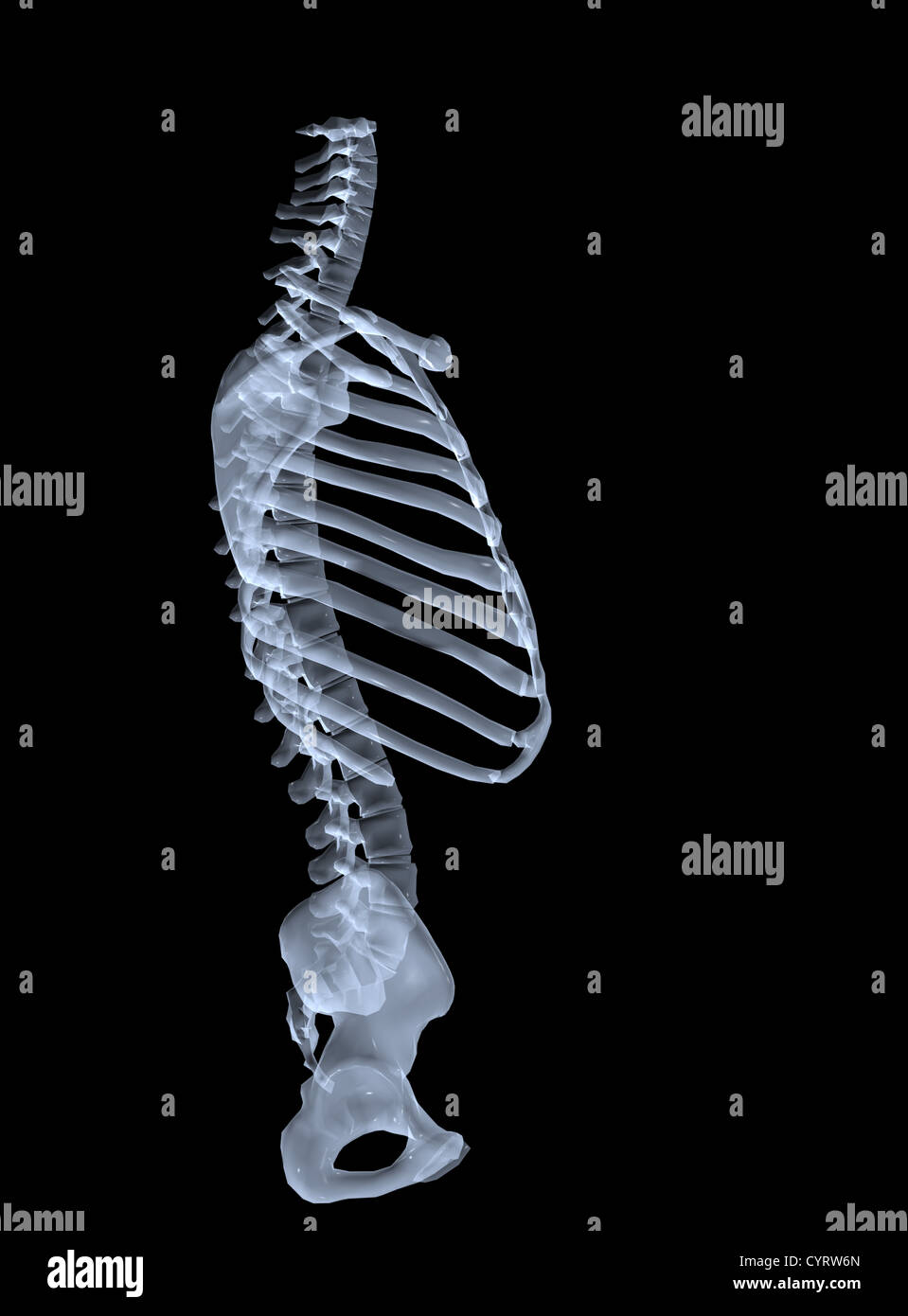 human torso skeletal system Stock Photo - Alamy