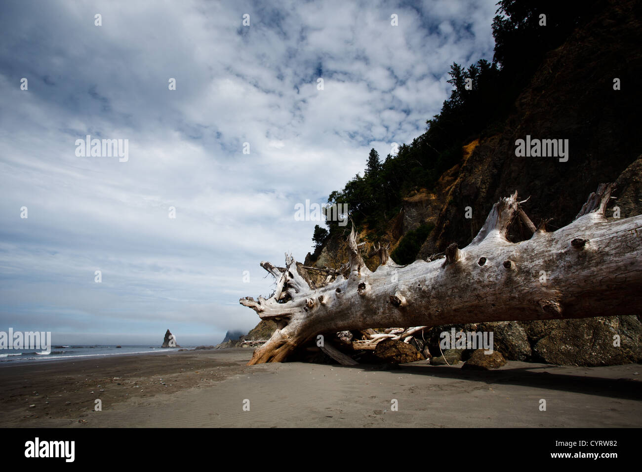 Redwood tree roots hi-res stock photography and images - Alamy