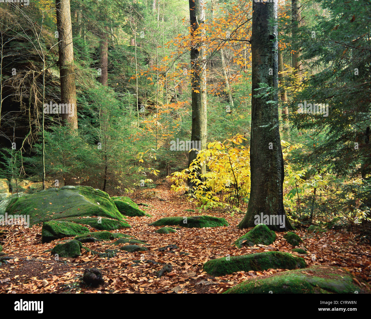 Ash cave state park hi-res stock photography and images - Alamy