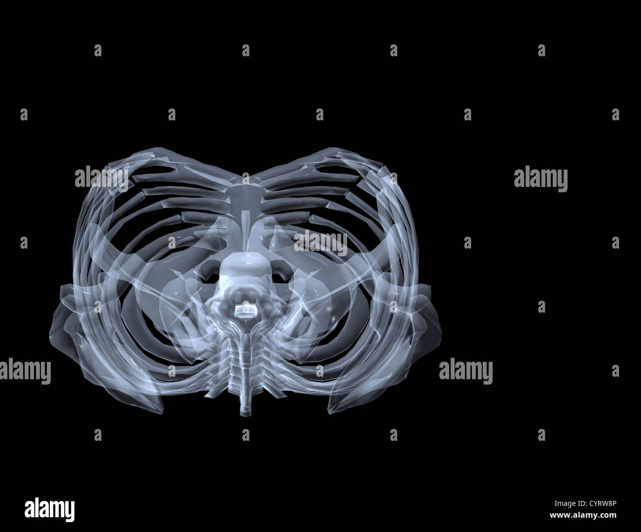 human torso skeletal system Stock Photo - Alamy