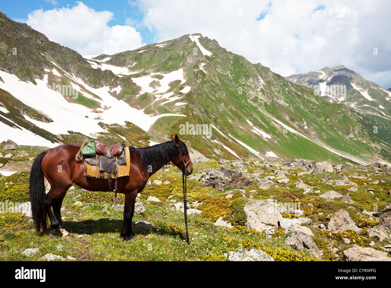 horse in mountains Stock Photo - Alamy