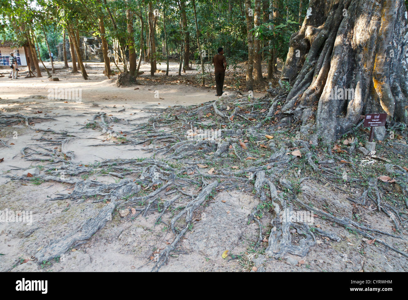 Giant Tree Roots in Angkor, Cambodia Stock Photo - Alamy