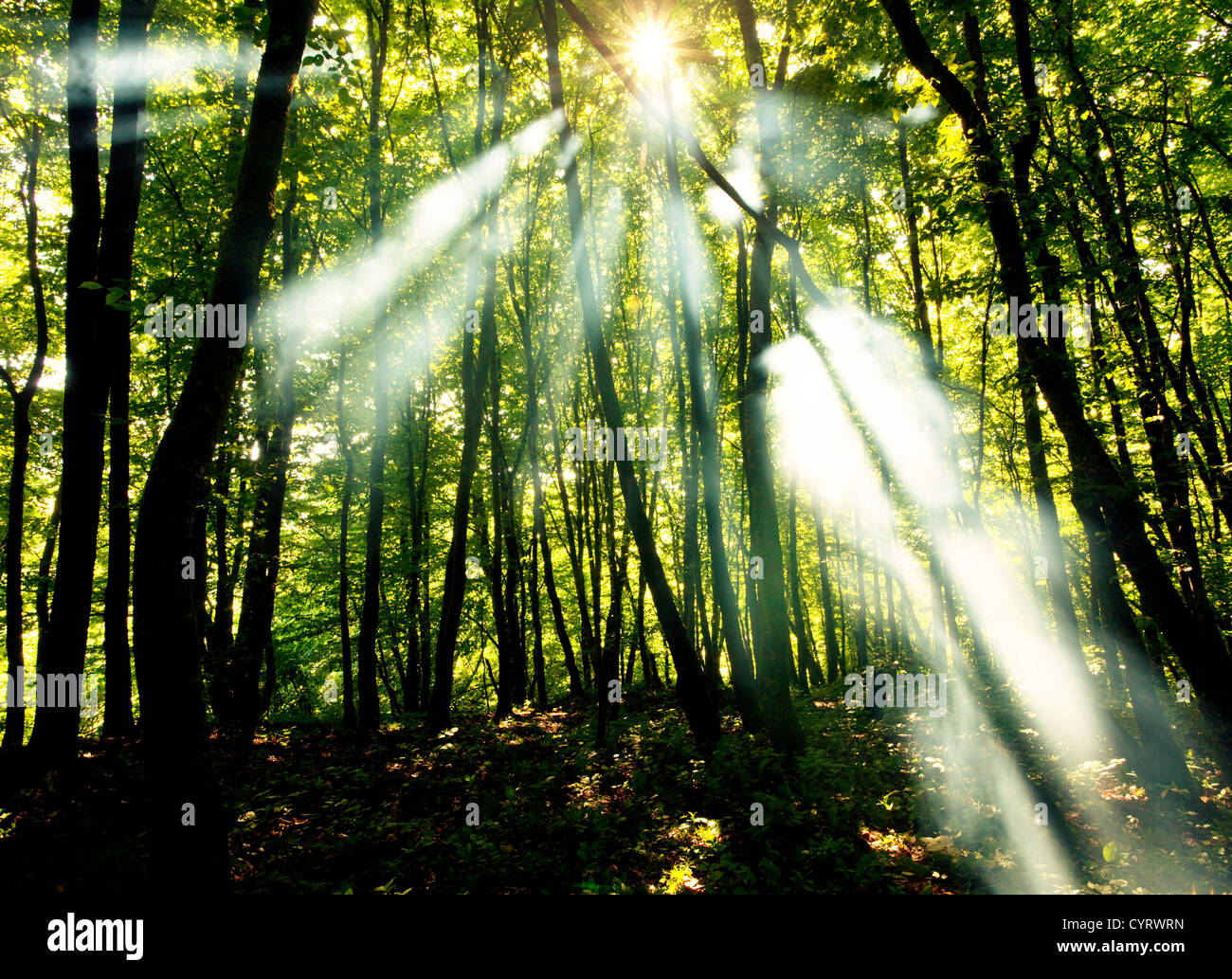 Sunny beams in forest Stock Photo - Alamy