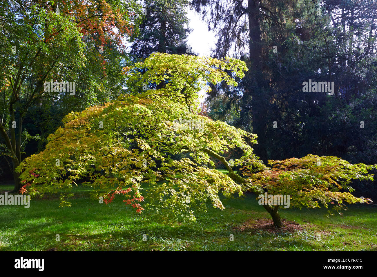 Spectacular trees during the autumn colours event at Westonbirt ...