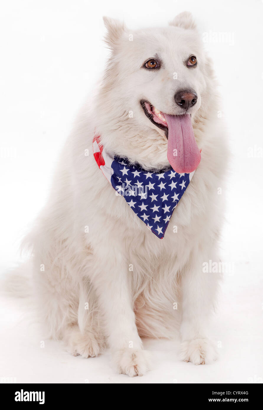dog wearing american flag scarf on the neck, studio shot Stock Photo ...