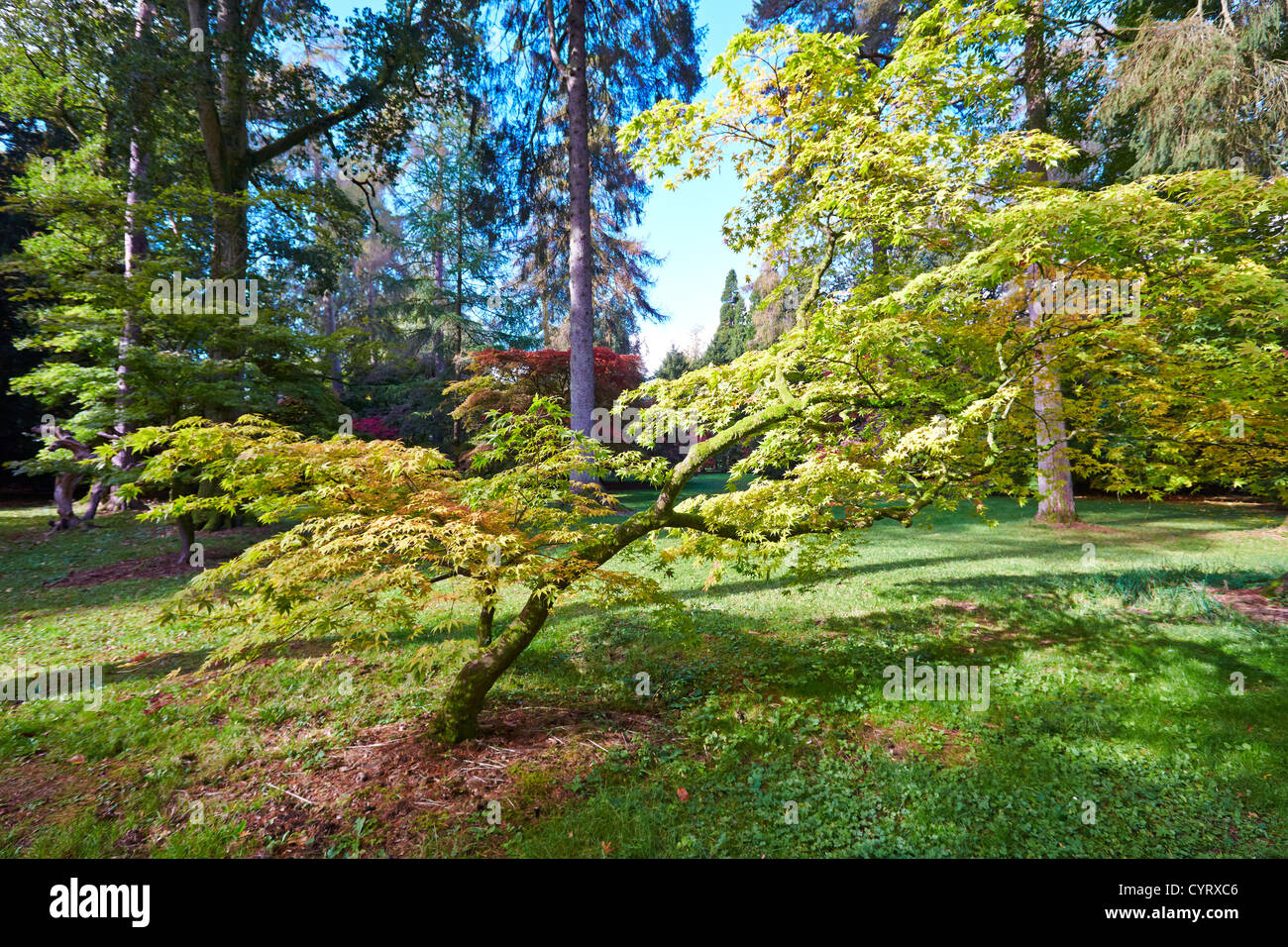 Spectacular trees during the autumn colours event at Westonbirt ...