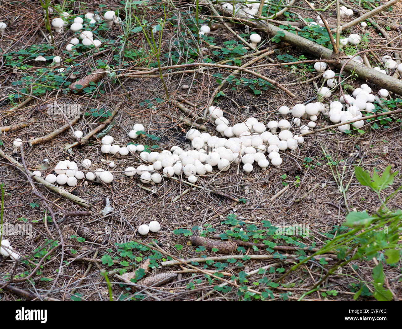 Mycology nature fungus hi-res stock photography and images - Alamy