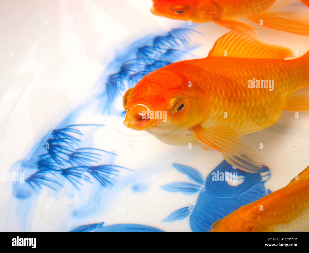 Chinese goldfish bowl hi-res stock photography and images - Alamy