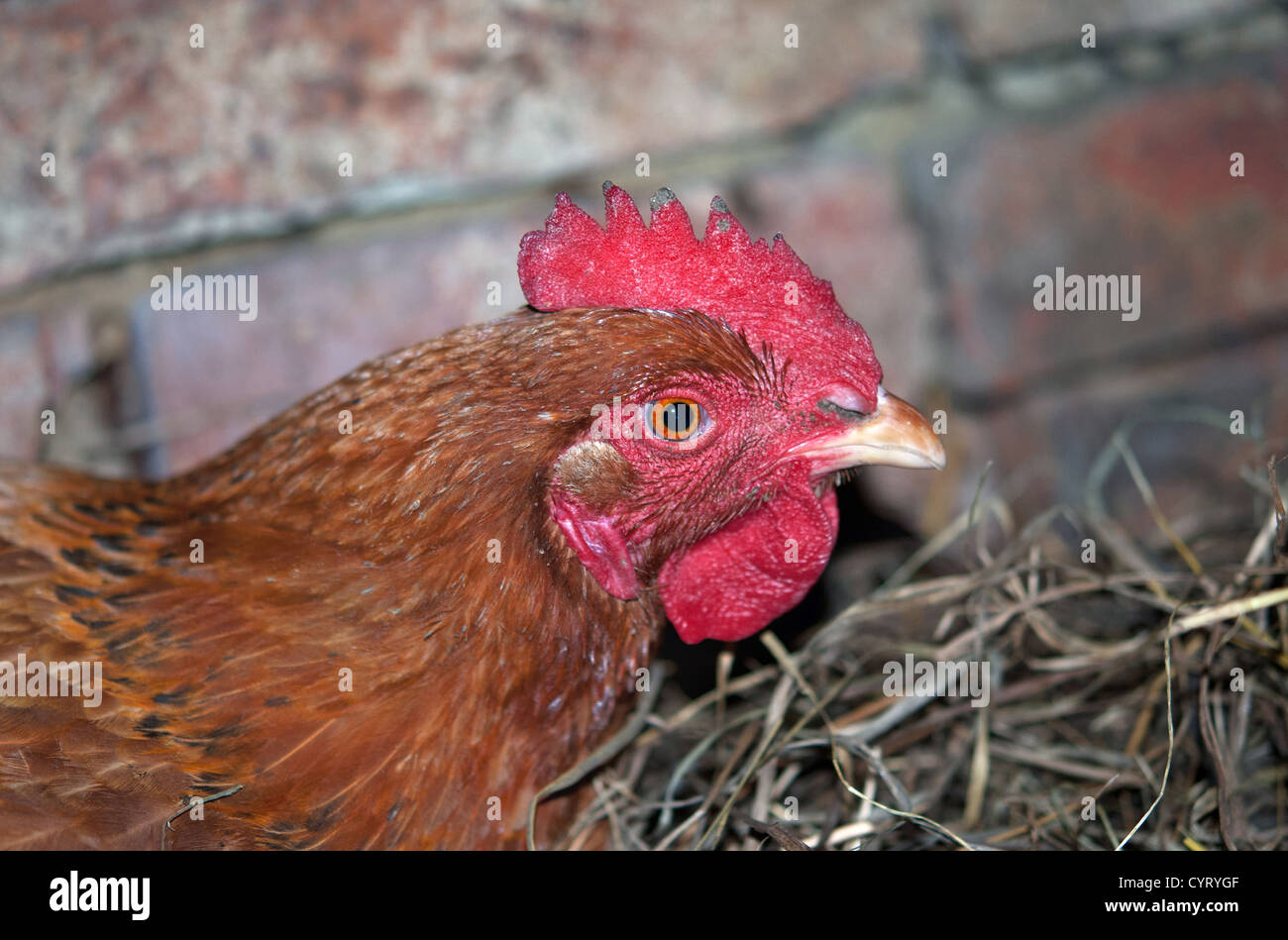 Hen in profile chicken head hi-res stock photography and images - Alamy