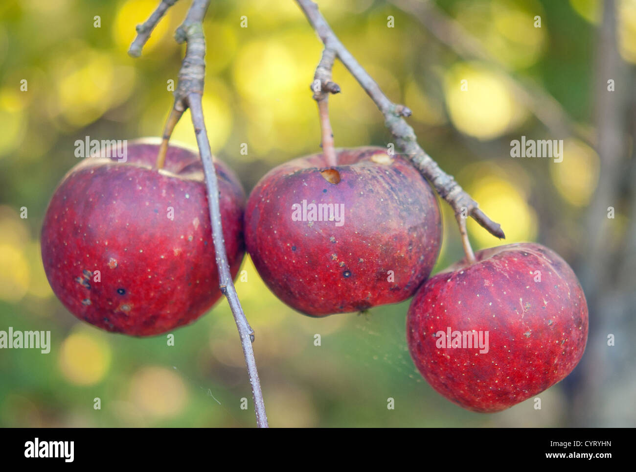 Three apples High Resolution Stock Photography and Images - Alamy