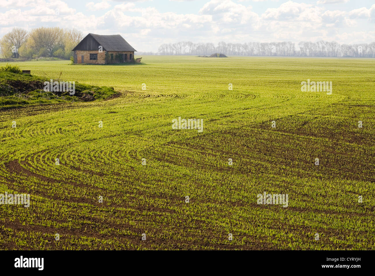 a sunshine field in spring with barn on background Stock Photo - Alamy
