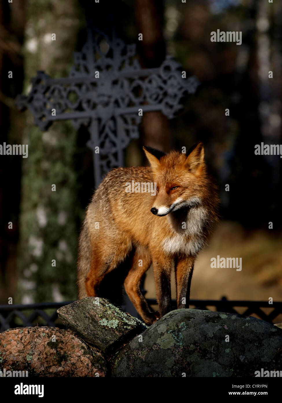 Red Fox Vulpes vulpes Stock Photo - Alamy