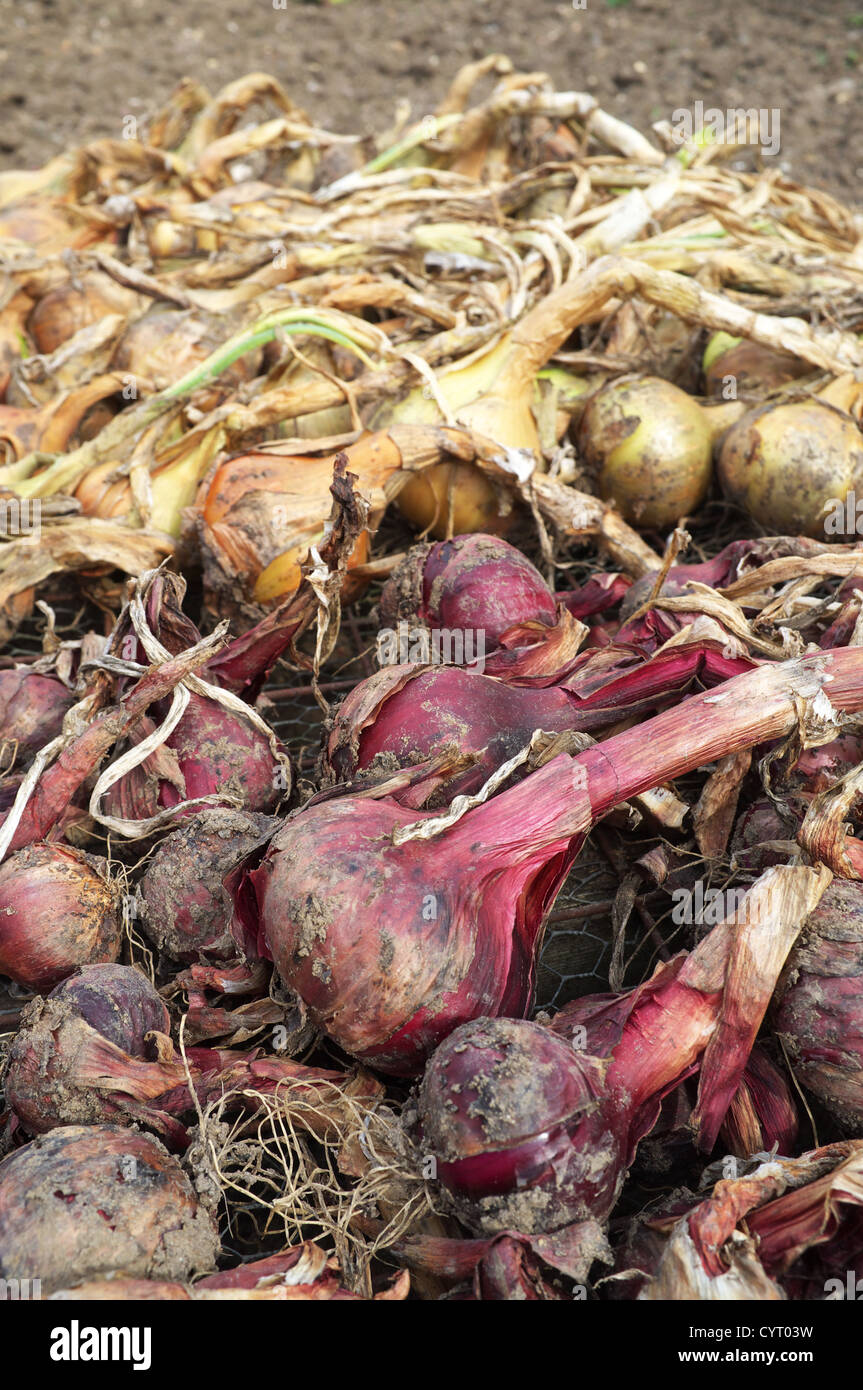 Harvested Onions drying on allotment, England UK Stock Photo - Alamy