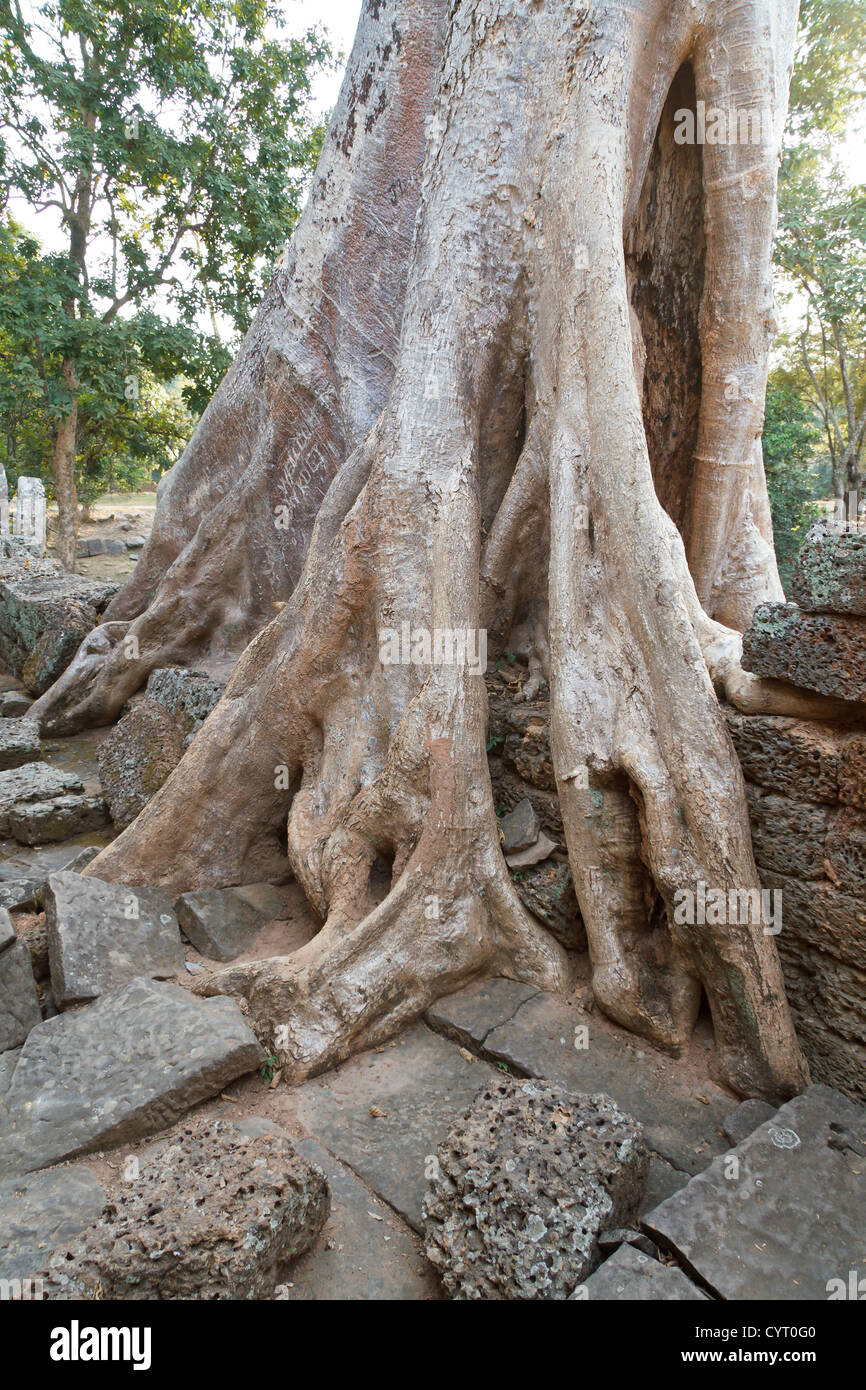 Roots of a Giant Tree of the Temple Banteay Kdei in the Angkor Temple ...