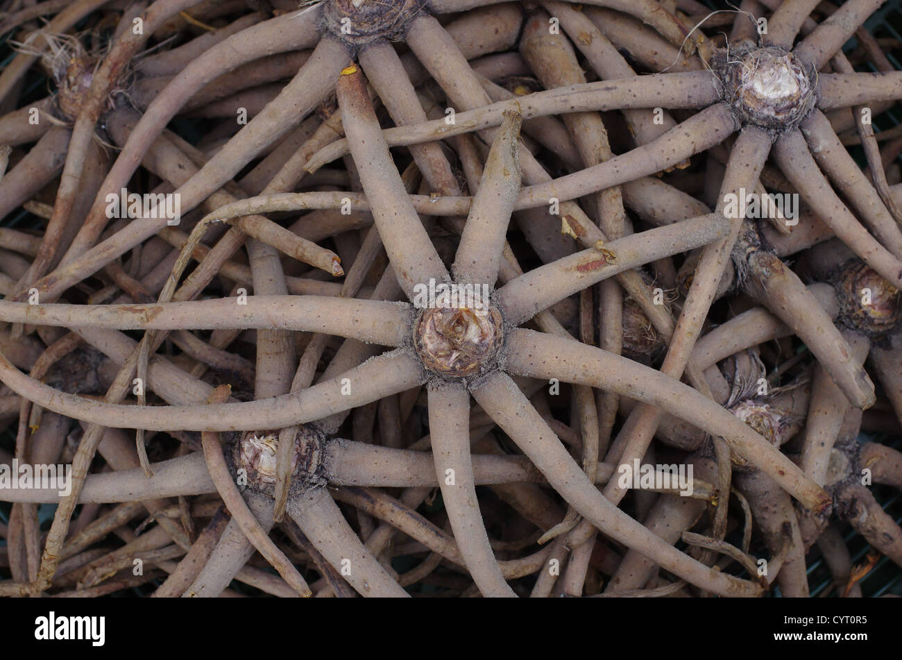 Onion tubers hi-res stock photography and images - Alamy