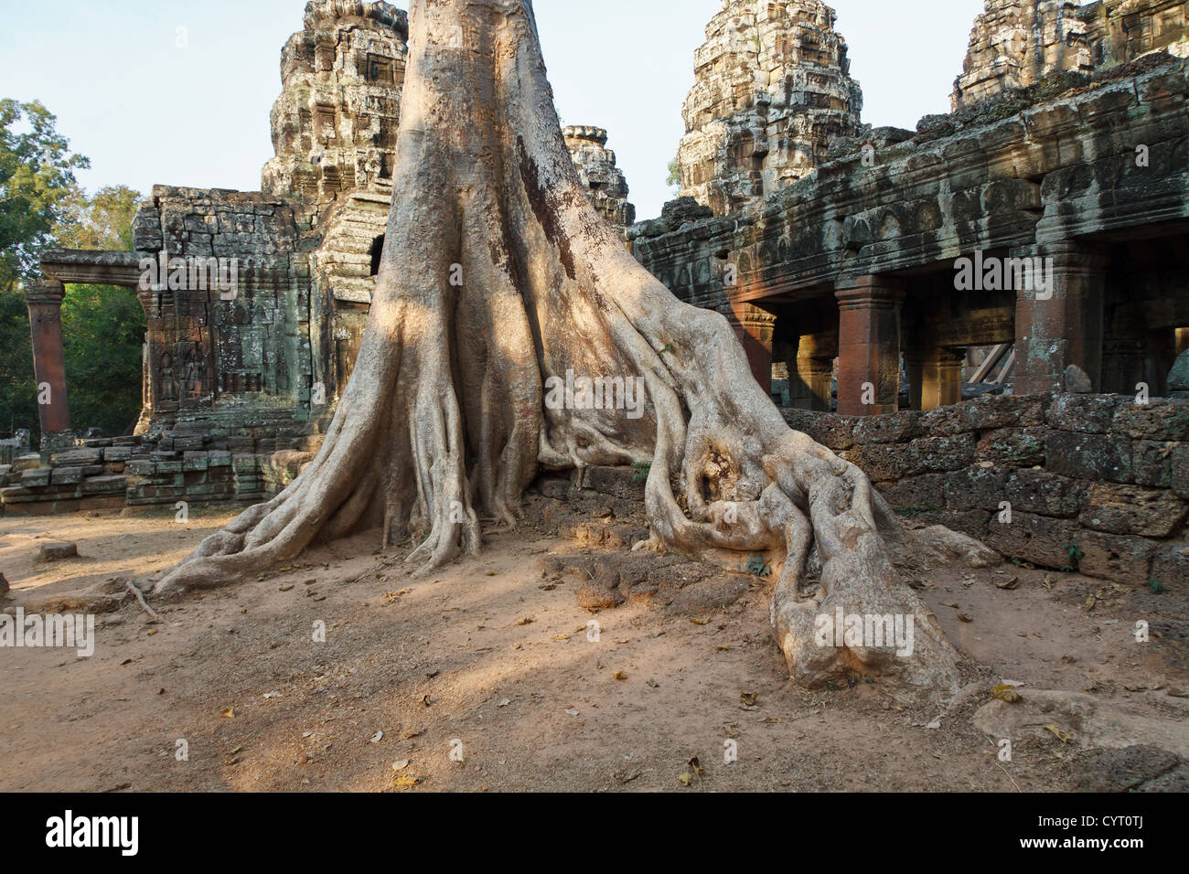 Roots of a Giant Tree of the Temple Banteay Kdei in the Angkor Temple ...
