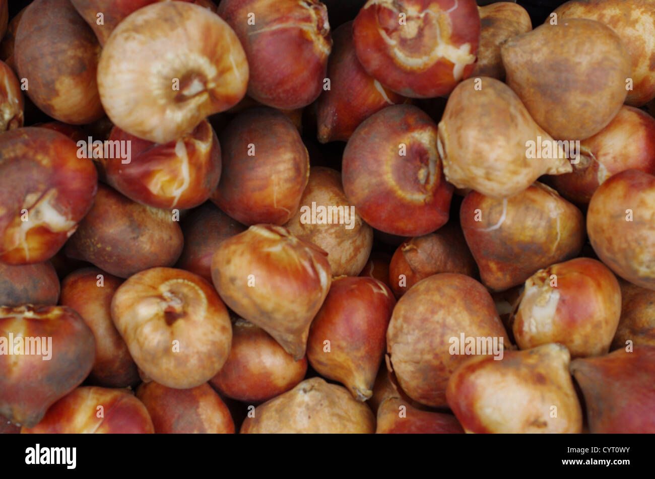 Stem tubers hi-res stock photography and images - Alamy